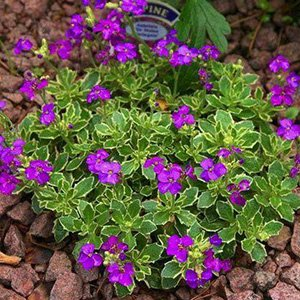 Обриета "Doctor Mules Variegated" Доктор Мулес Вариегатес купить в ...
